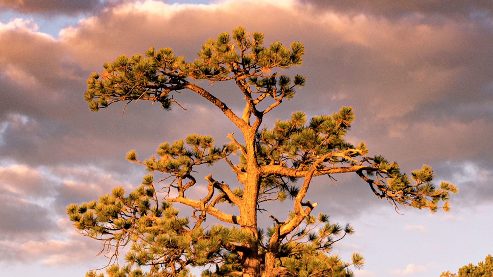 Societal Awakening: Tara Mandala Retreats and Scholarships - Tara Mandala